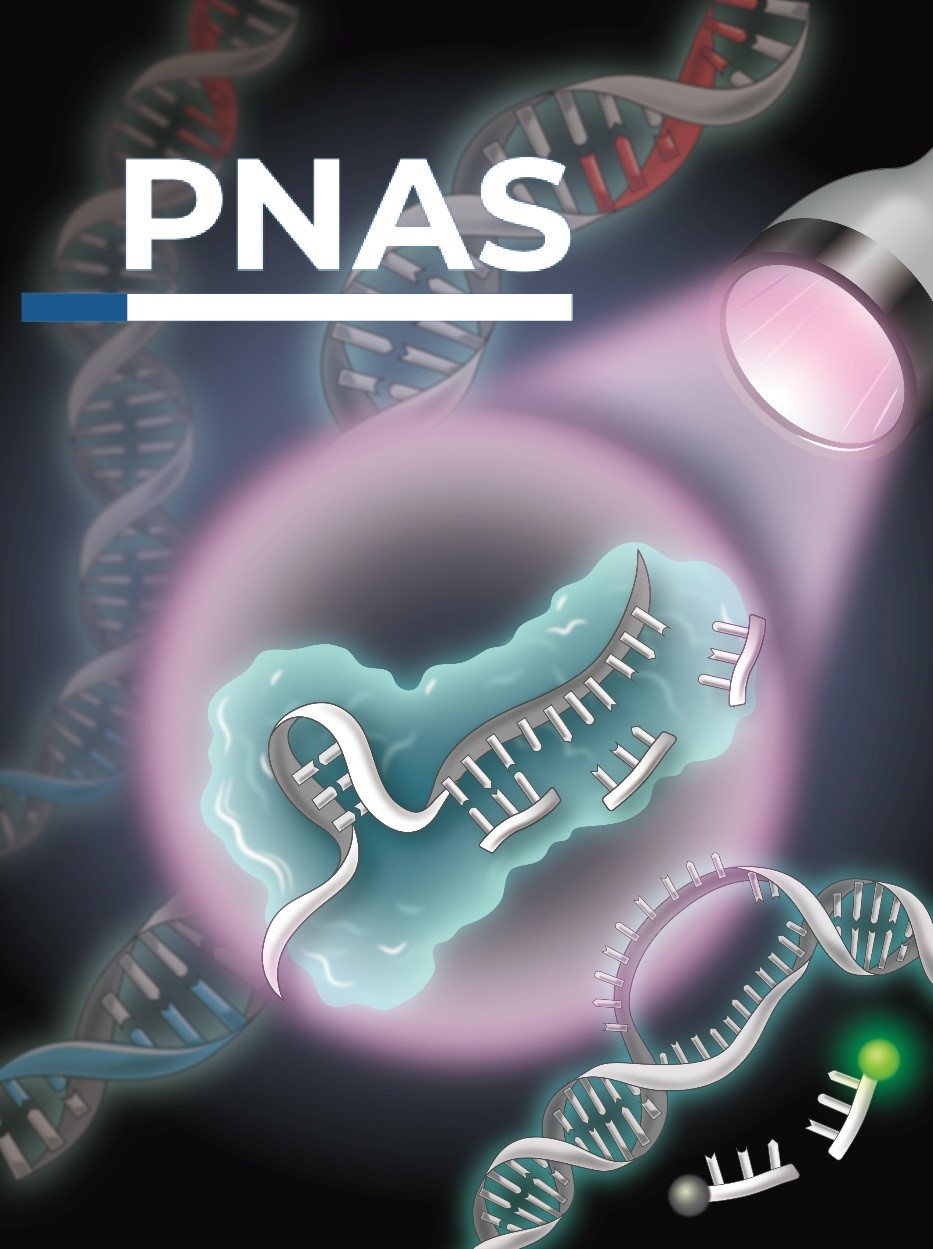 PNAS、Analytical Chemistry报道生科院周小明课题组核酸检测技术重要进展|华南师大新闻网